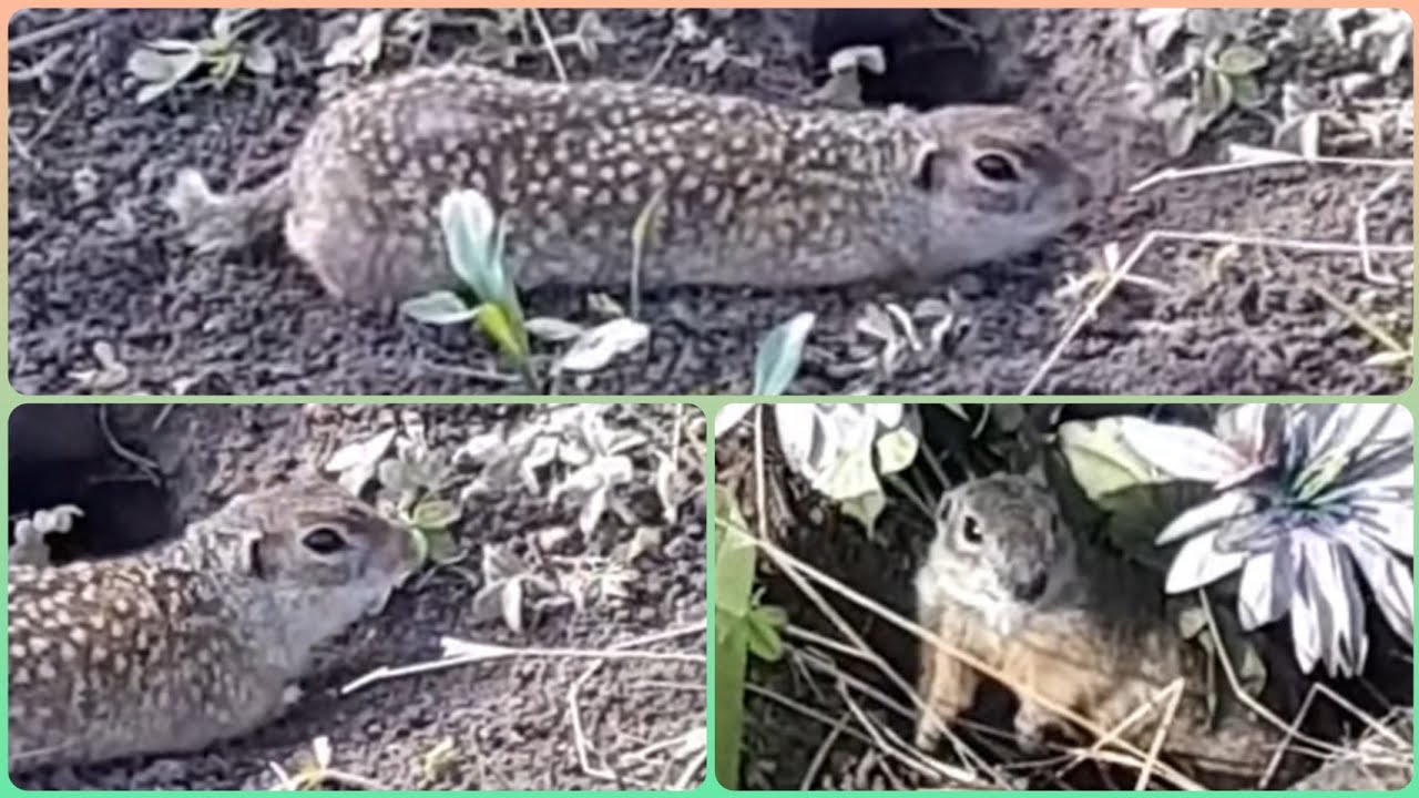 Внезапная съёмка.Суслики!?Настоящие, живые, дикие суслики?Окружили на Косырёвском кладбище?Липецк