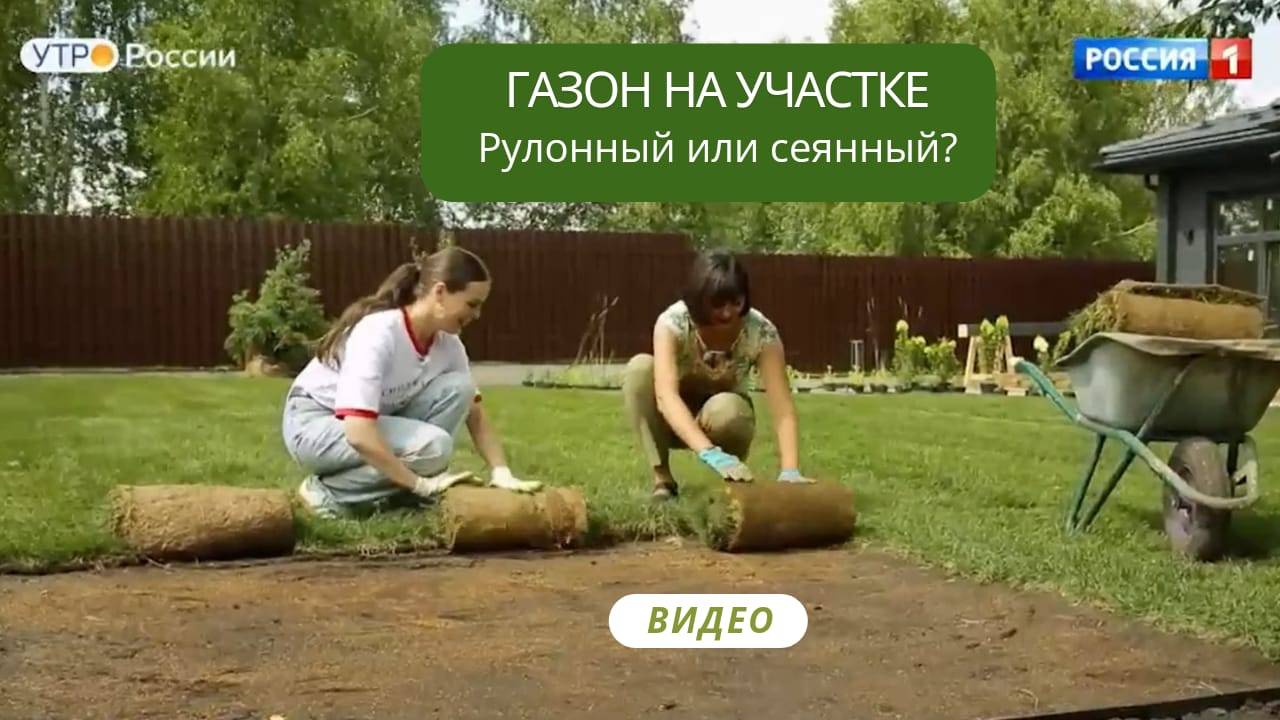 Рулонный или сеянный газон?