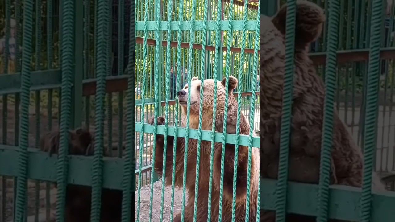 Мишка для малышки )