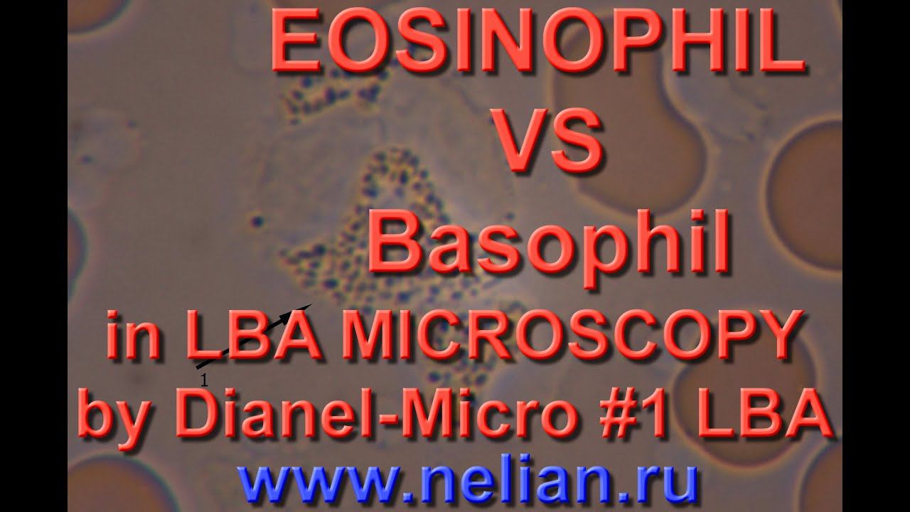 Eosinophil vs Basophil in LBA DBA blood smear - Functions and help for human health by Dianel-Micro