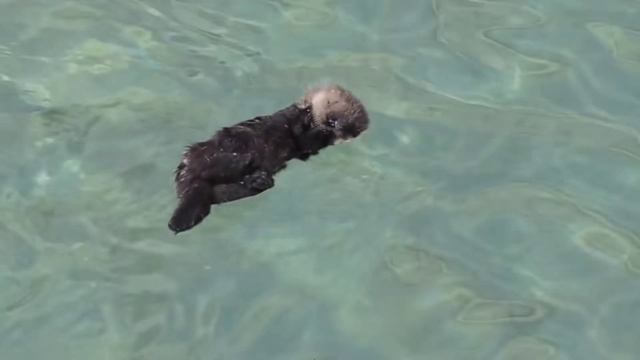 Морская выдра или калан. Они романтичны.