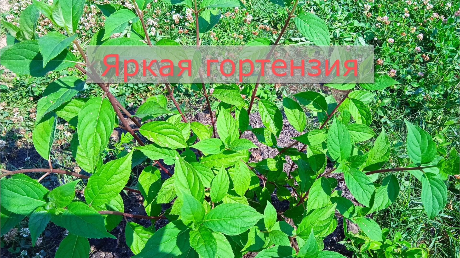 Гортензия Vanille-Fraise.mp4