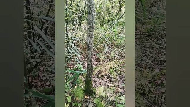 Тихая охота в Ленобласти.??