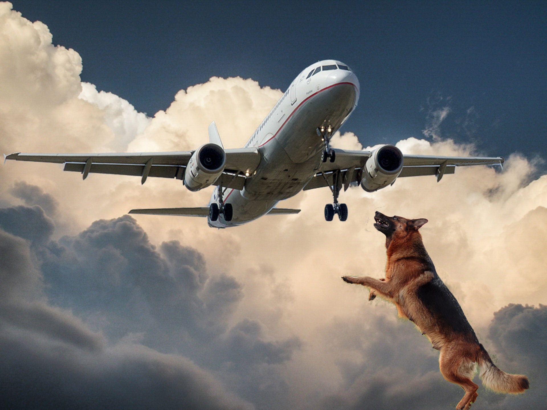 Она не потеряла надежду, прождав хозяина несколько лет...