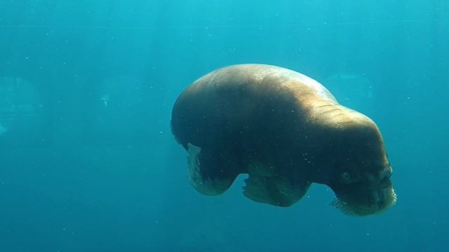 Московский зоопарк.mp4