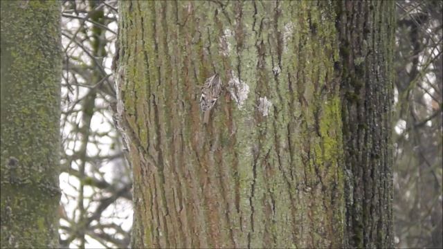 Пищуха, наблюдение птиц в Великом Новгороде, 17 февраля 2024