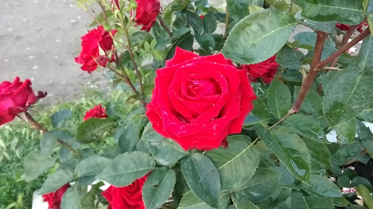 Краснодар - хороший вечер ?? - 30 мая 2023