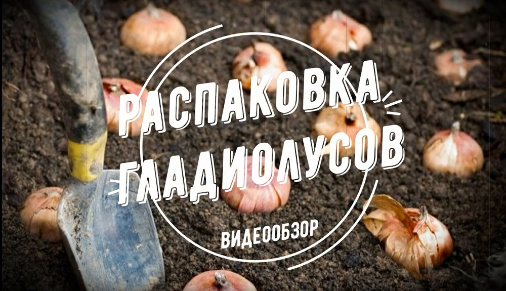 ?Распаковка посылки луковицы гладиолусов ?