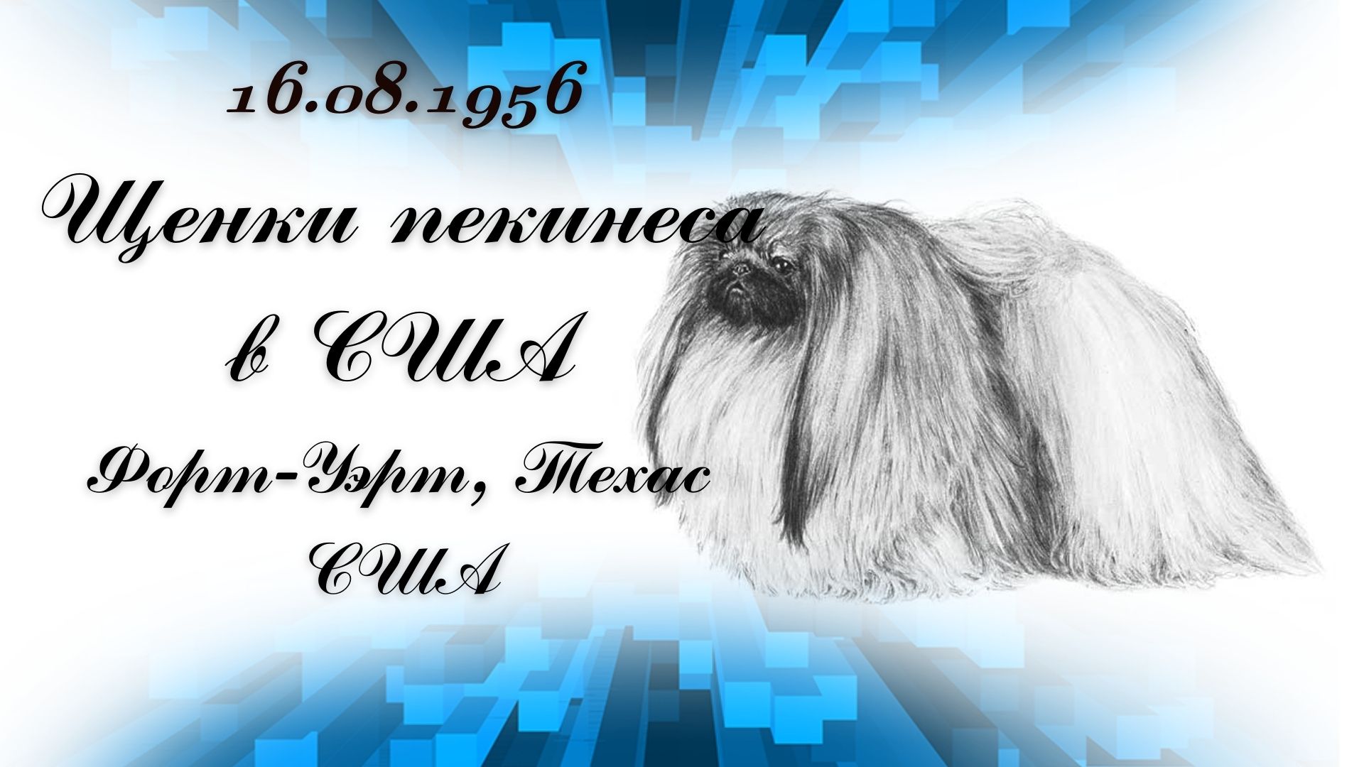 16 августа 1956г. - Щенки пекинеса в США.