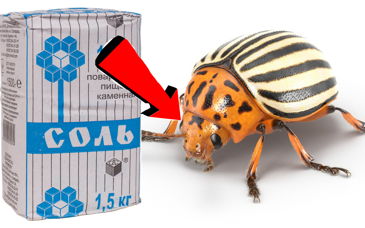 Как Быстро избавиться за 03 минуты от колорадского жука на картошке!