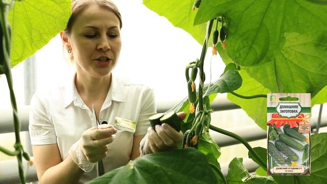 Огурцы сорта Дамский угодник