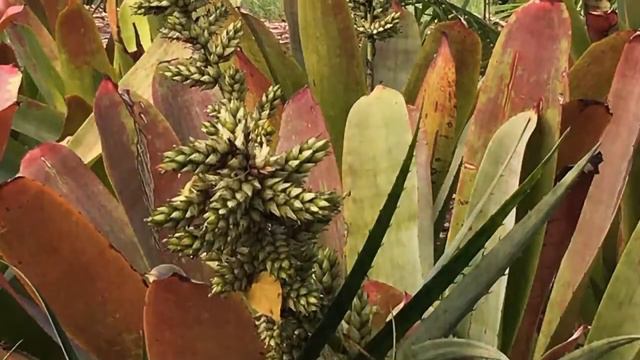 Ботанический сад в Нейплс, Флорида, США