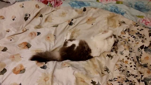 Развлечение забавной, милой пушистой кошечки Муси.