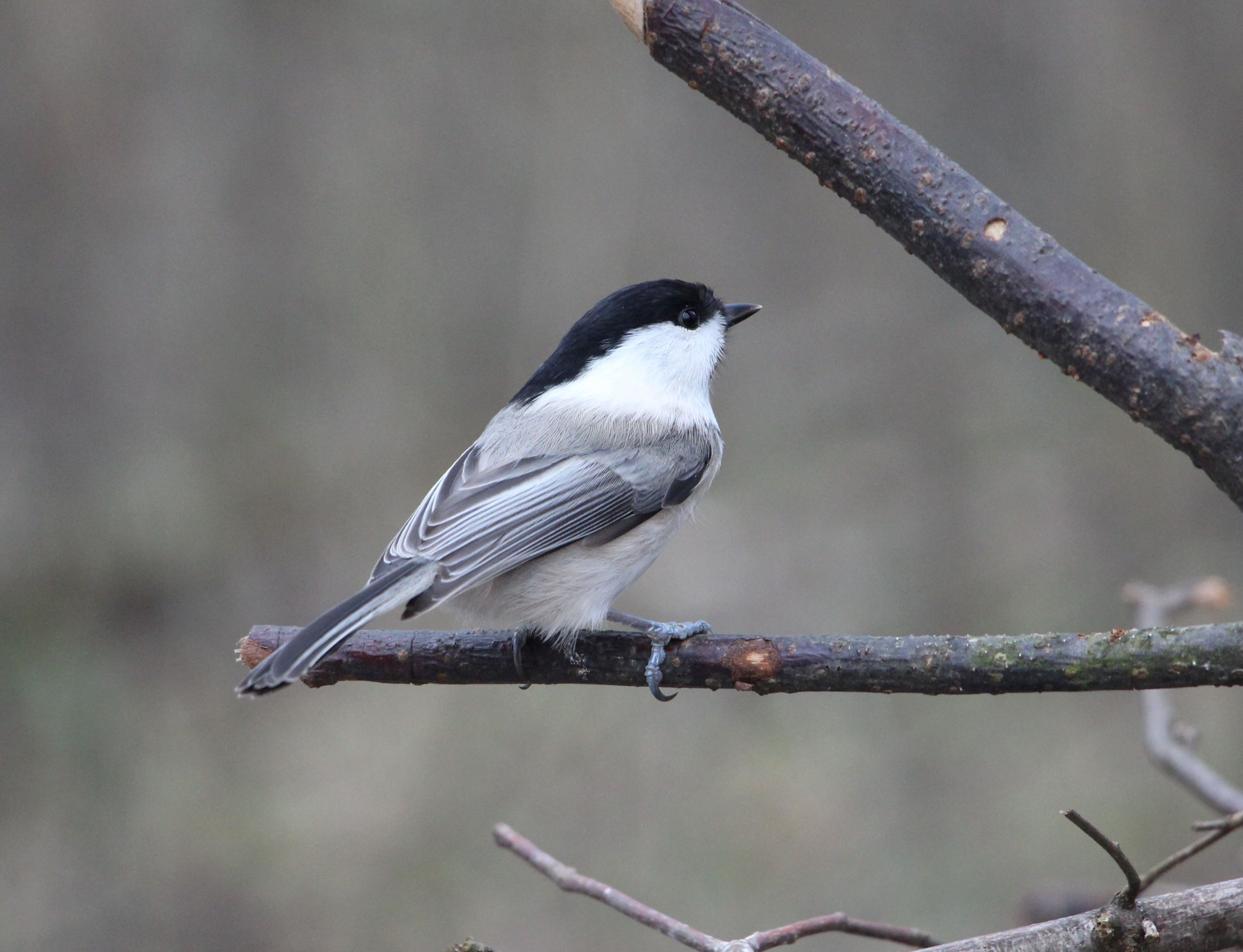 Гаичка (пухляк)
