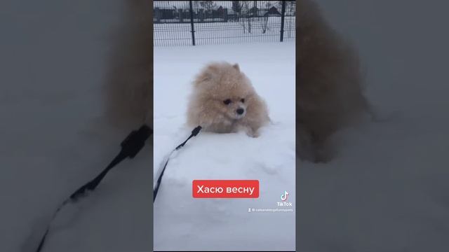 Собака Шпиц - Зимняя пробежка - Лучший друг семьи!