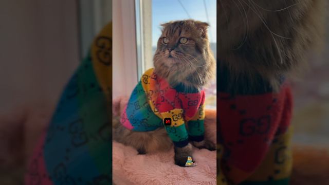 Приоритеты расставлены!🐈❤️ #кот #животные #котики #shorts