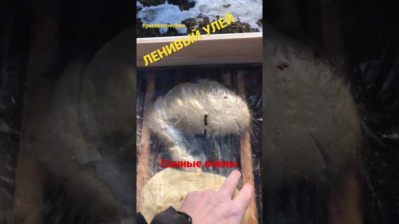 Ленивый улей! #pereborovobee  #honey #пчеловод #bee  #матководство #весна #пасека  #мёд #agriculture