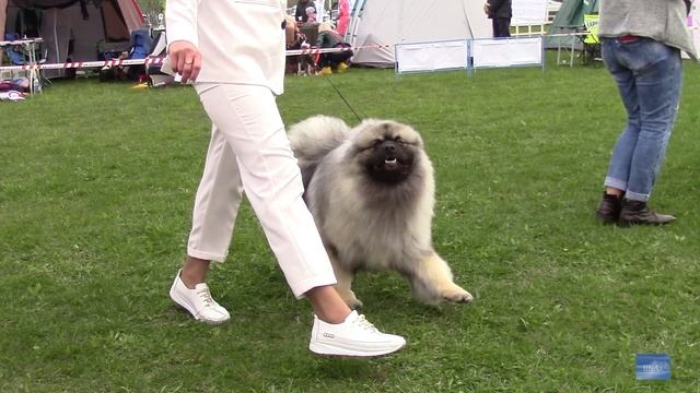 14.05.2022 г. Выставки собак (обзорное видео). Деревня Тямша.