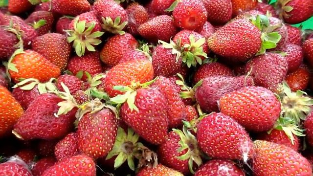 Первый урожай клубники 2017 г. Ремонтантная клубника   The first harvest of strawberry in 2017.mp4