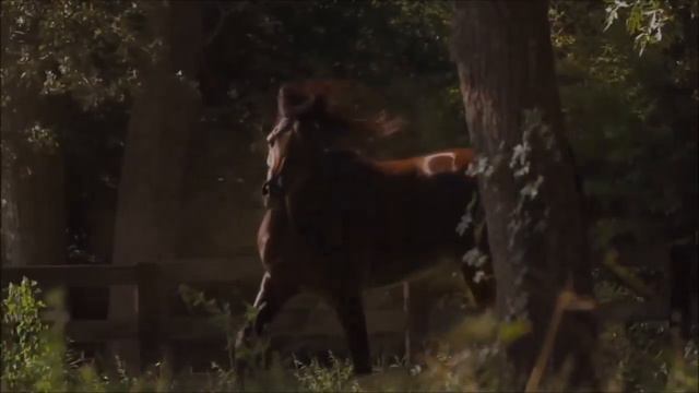 Красота и Грация /James Last. Beauty and Grace. Horses.