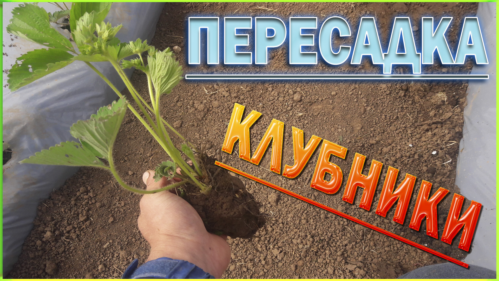 ПЕРЕСАДКА КЛУБНИКИ.