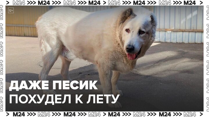Пес Кругетс из Нижнего Новгорода похудел на 50 кг - Москва 24