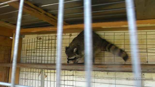 Енот на эко-ферме