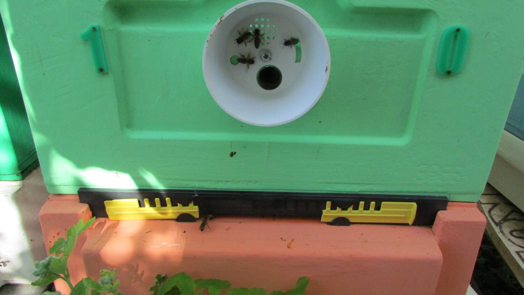 улей BienenHaus - расширение пчел в мае, ставлю второй корпус и обрабатываю пчел от клеща Варроа.