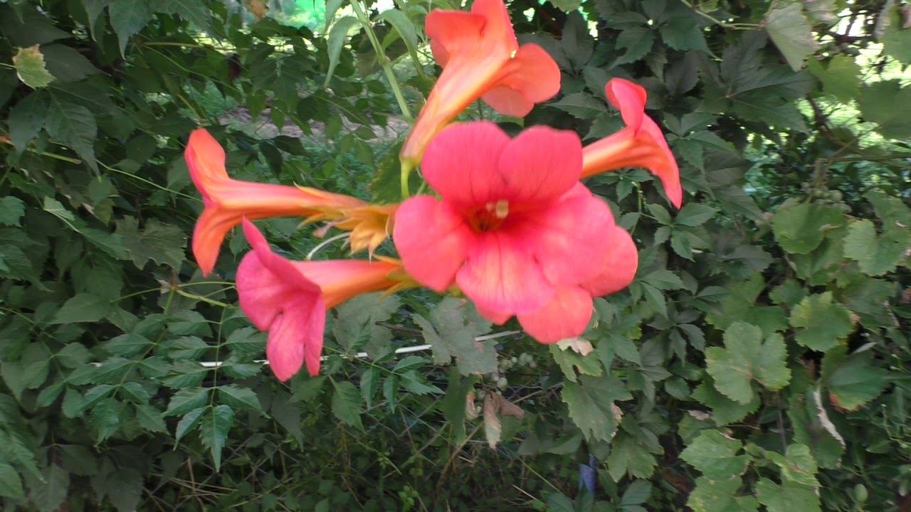 2018-08-03_Торони_усадьба Сакиса_Какие там цветы-3