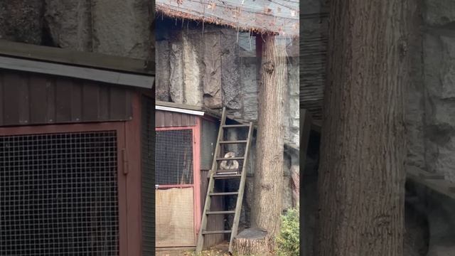 Пухлый манул Тимоша уселся на весы - Москва 24