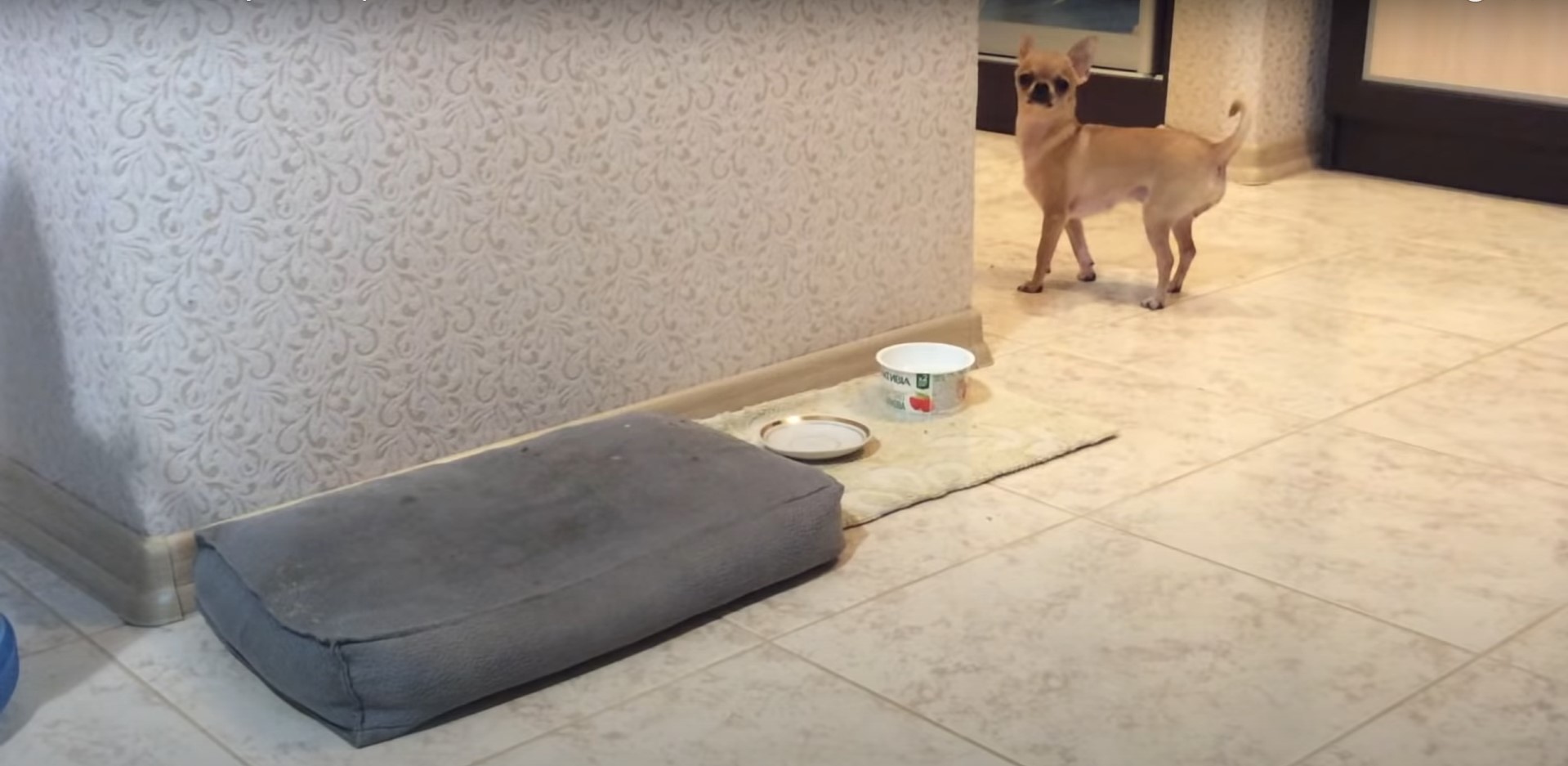 Собака зовет папу на завтрак!