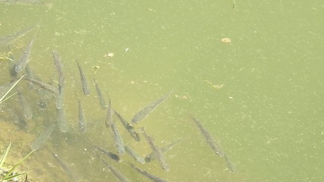 Крым Керчь рыба в реке Мелек-Чесме (местная речка-вонючка).