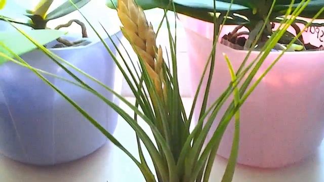 Тилландсия атмосферная. Часть 2. Размножение и уход  Tillandsia atmospheric. Room flower.mp4