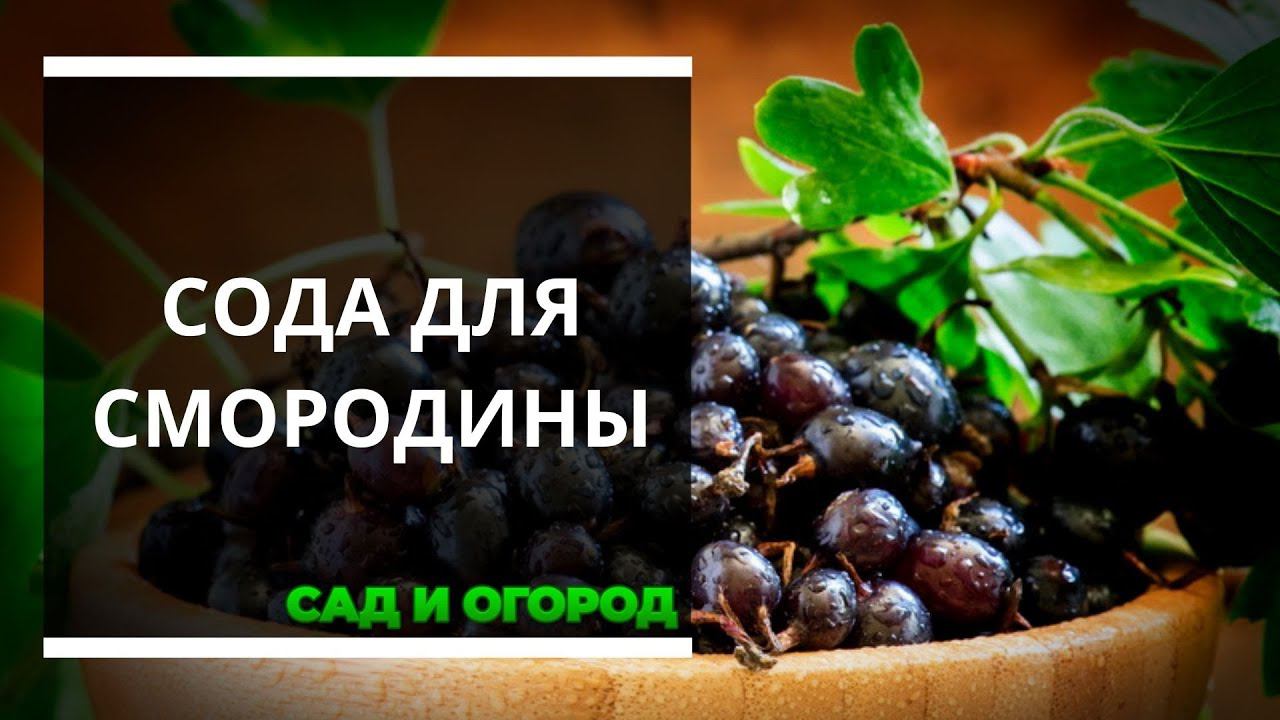 Обычная сода защищает мою смородину от вредителей — делюсь работающим рецептом