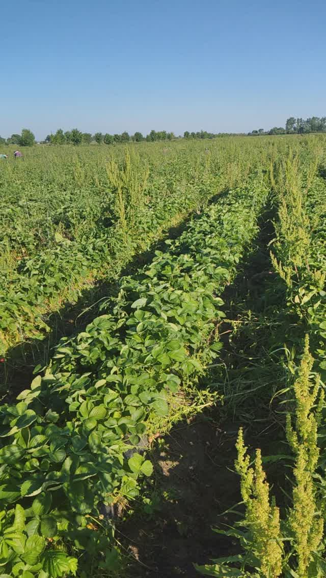 Экотуризм на клубничное поле в Залесском питомнике. 25 июня 2022 год.
