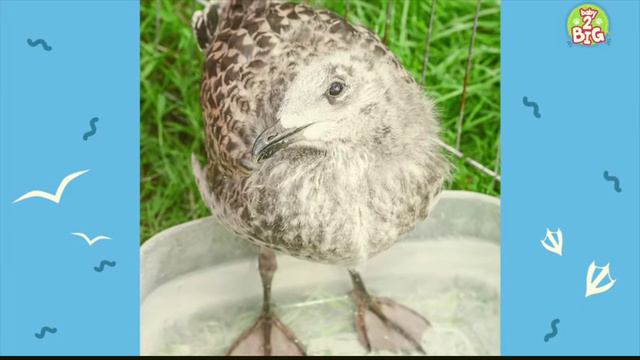 Птенец чайки на английском.  The Baby seagull