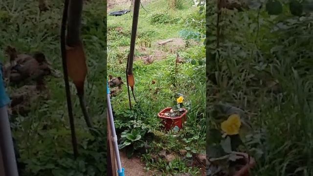 Деревня, дача- гости