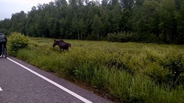 Лось в парке   ( Лосиный Остров )