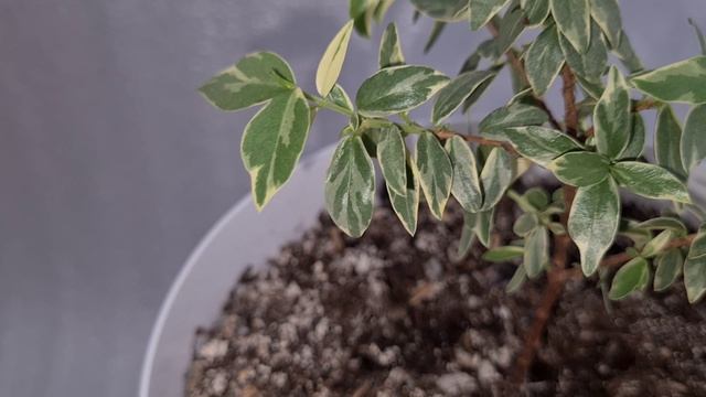 Вариегатный мелколистный 3