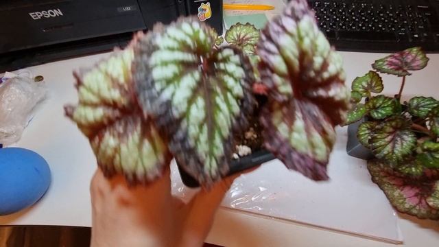 Бегонии к продаже Екатеринбург