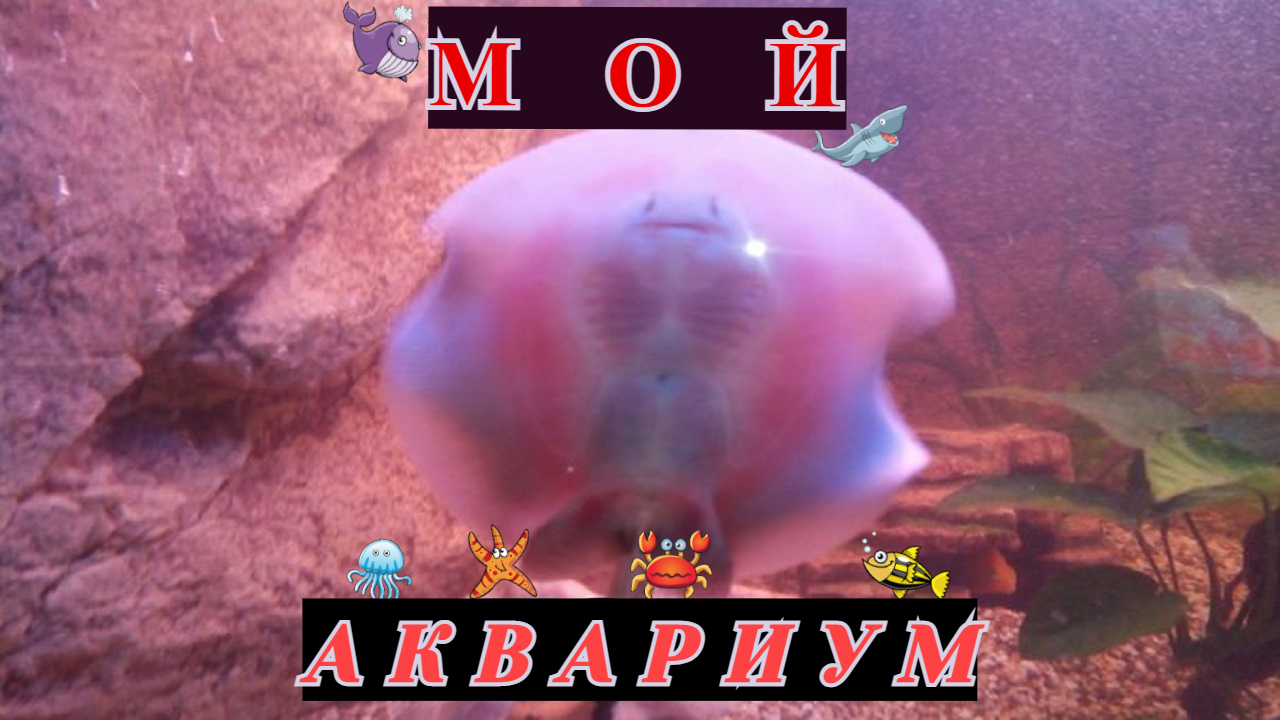 «Мой аквариум»