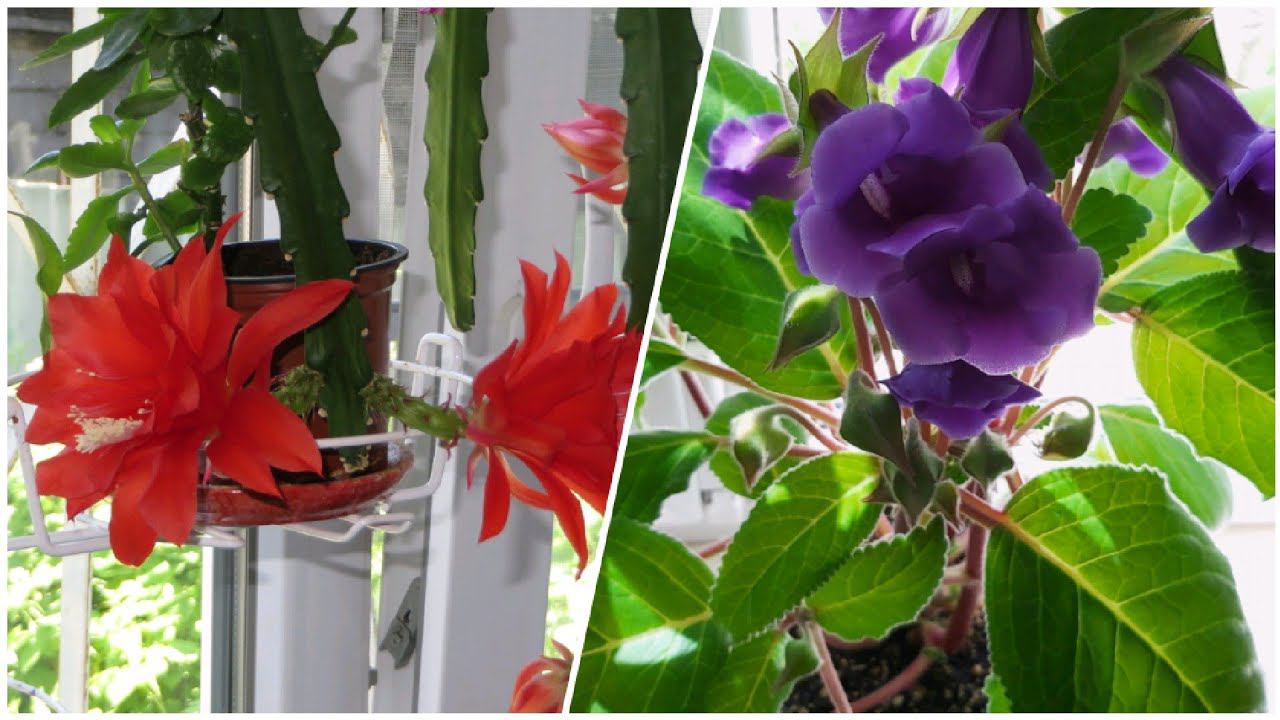 Домашние сады