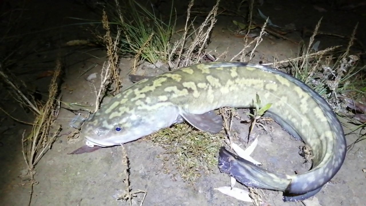 Открыл осенний сезон по налиму 2022. Ловля налима на закидушки в октябре. Рыбалка на реке Ишим.