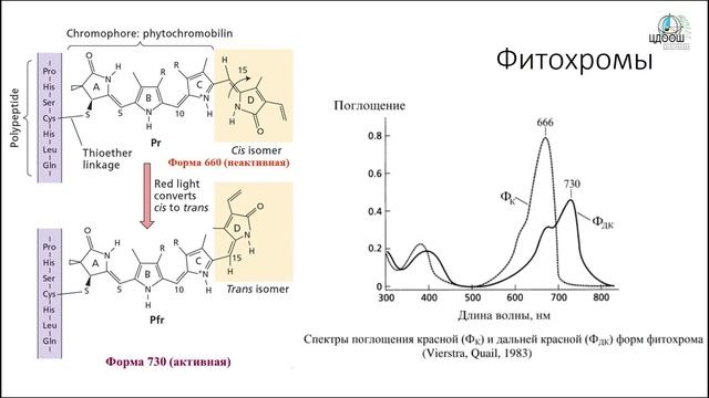 Регуляция роста внешними факторами 21 апреля 2022