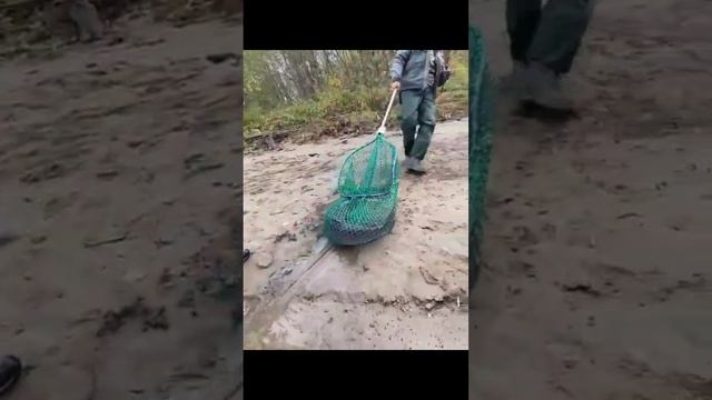 Ловля тайменя на воблер 80 мм (13 гр) от Mr. Musurok