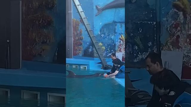 В чем смысл дельфинотерапии