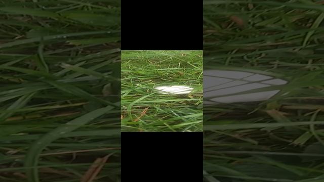 ❗Шампиньон пришёл в город❗ #shorts #short #shortvideo #shortsvideo #грибы #funny #fungi #nature