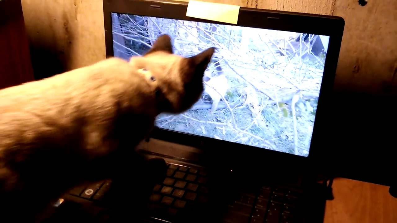 Семён Семёныч смотрит видео про себя.