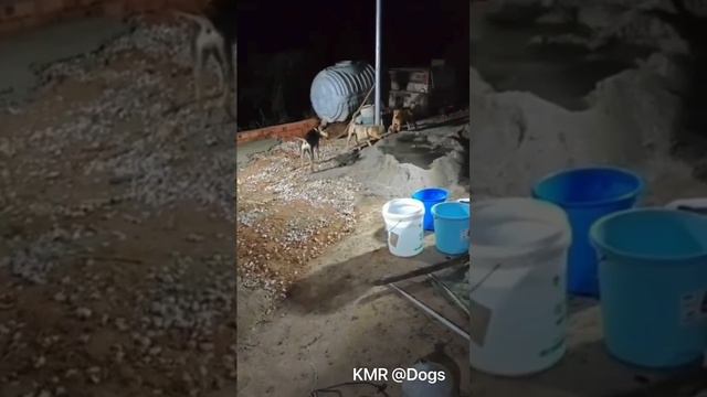 Собаки из 90-х😎 Братва бетонирует конкурентов🤣 ( видео про собак )