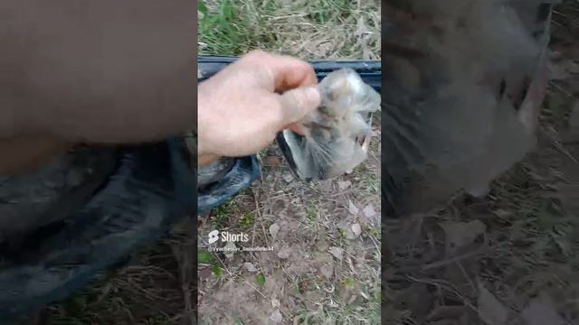 Язь попался на поплавочную удочку